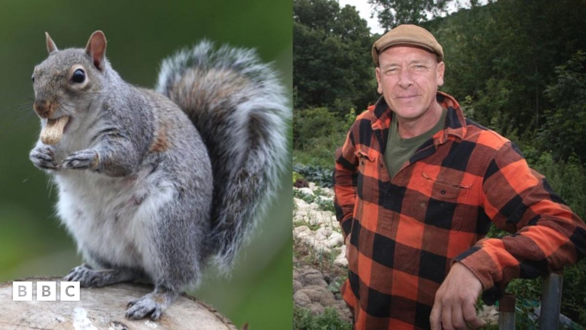 Y byrgyrs gwiwerod ar fwydlen Gareth Wyn Jones - BBC Cymru Fyw