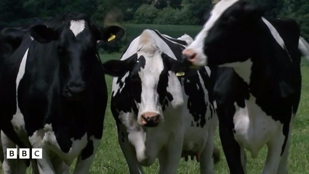 Pleidleisio i adolygu rheolau llygredd fferm - BBC Cymru Fyw