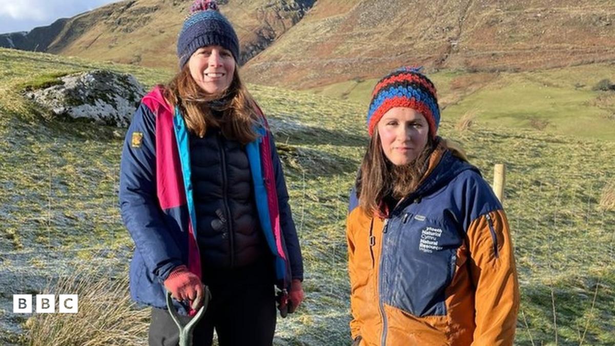 Creu 'traffordd i greaduriaid' i roi hwb i natur yn Eryri - BBC Cymru Fyw