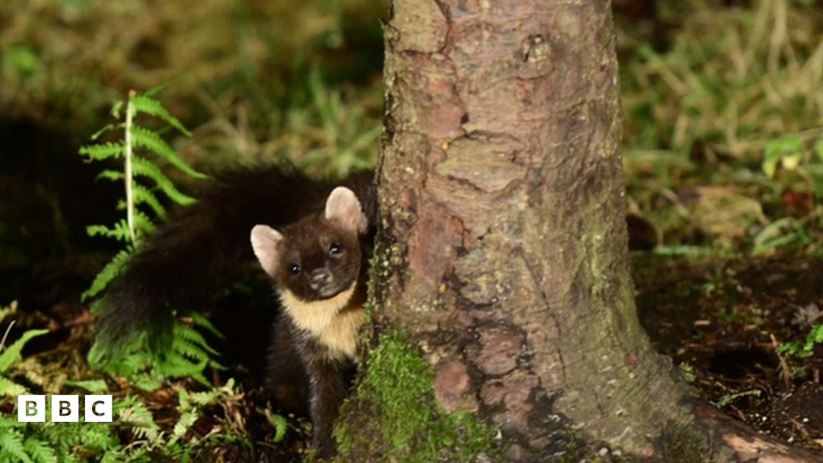 Dirgelion Afon Dyfi - BBC Cymru Fyw