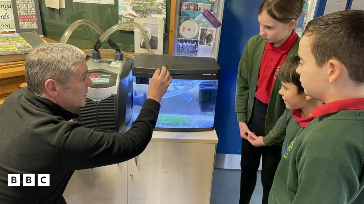 Plant ysgol Llanuwchllyn yn rhoi hwb i frithyll Afon Dyfrdwy - BBC ...