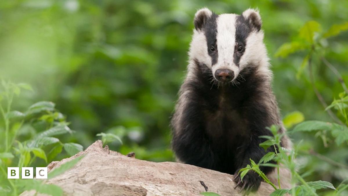 Mochyn daear wedi'i hoelio i goeden ger Dinbych - BBC Cymru Fyw