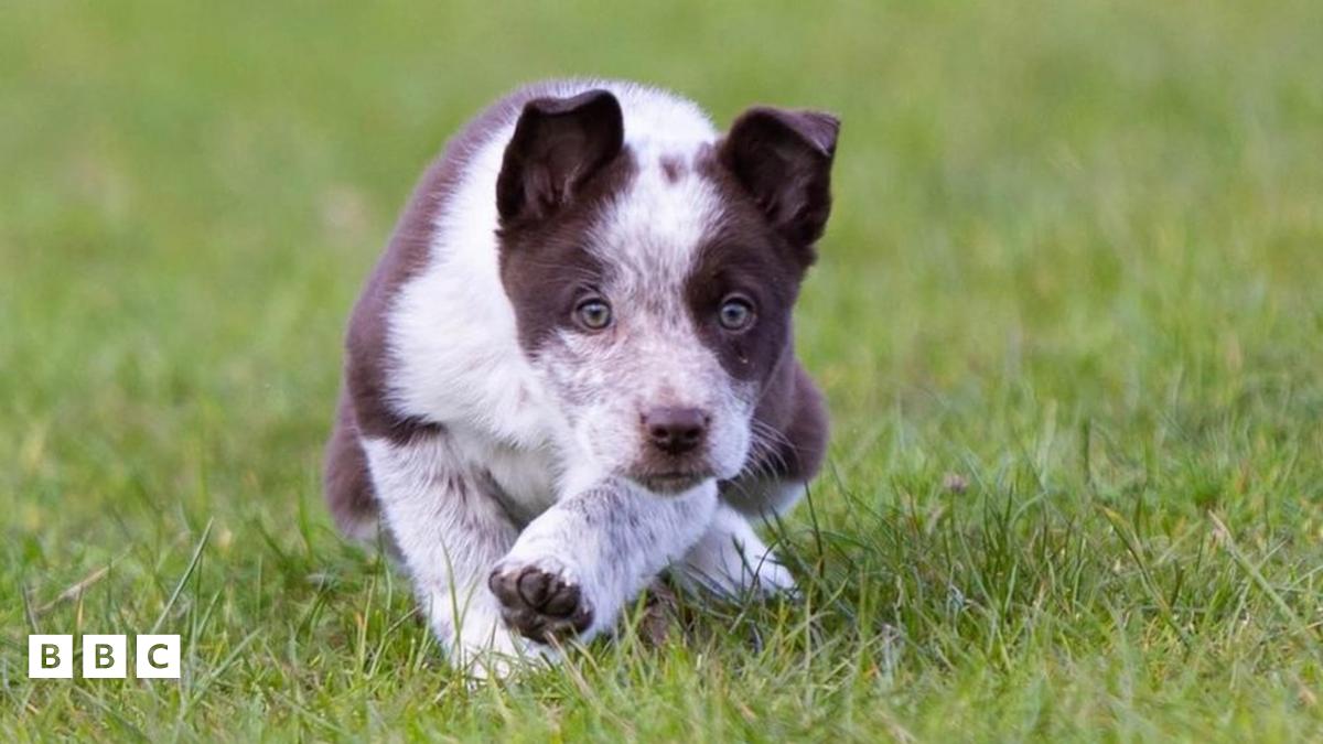 Cymorth i bobl Wcráin drwy werthiant ci defaid - BBC Cymru Fyw