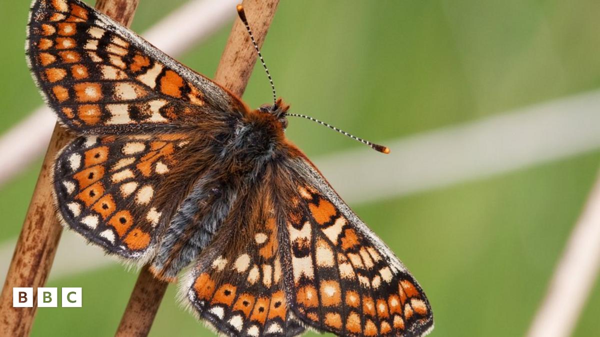 Byd natur Cymru yn wynebu 'difodiant ar raddfa eang' - BBC Cymru Fyw