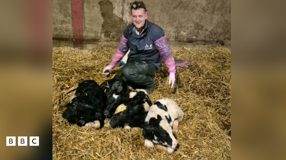 Genedigaeth pedwar llo iach yn brofiad 'unwaith mewn oes' - BBC Cymru Fyw