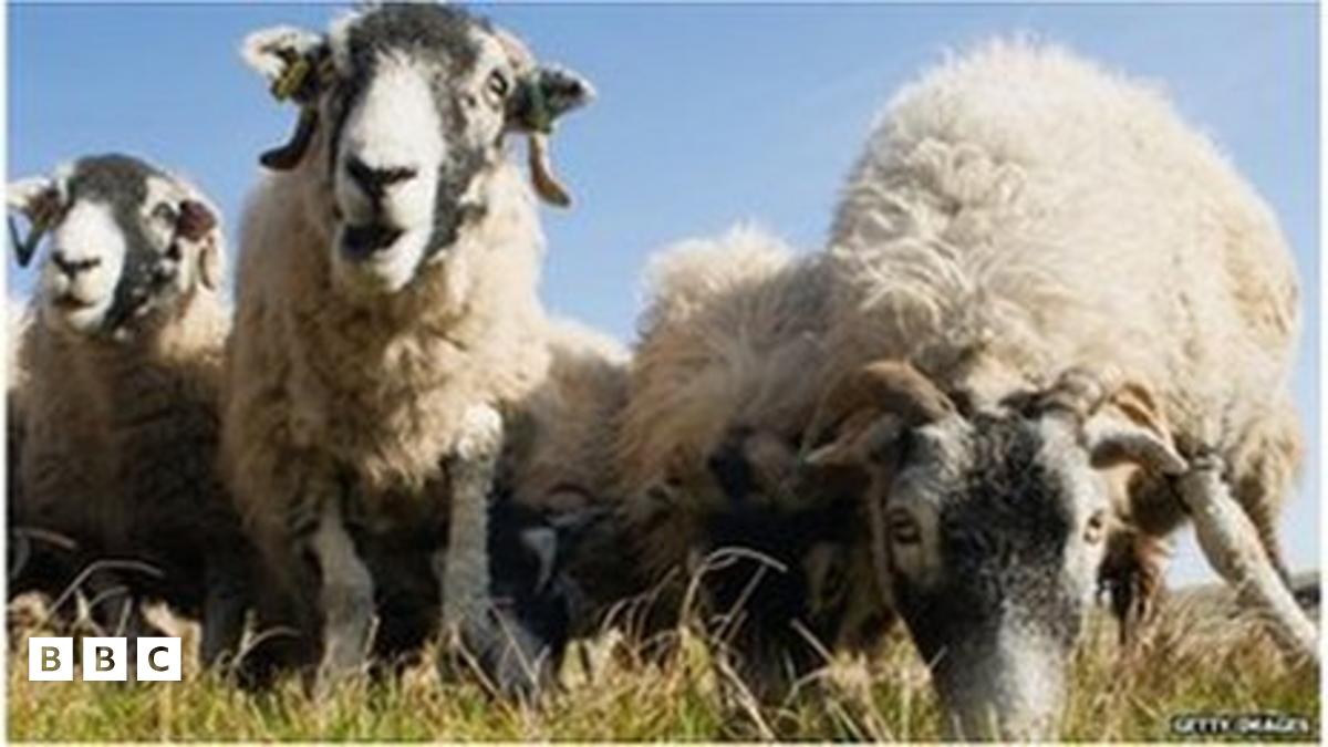 Cŵn defaid yn defnyddio dwy reol syml wrth gasglu defaid - BBC Cymru Fyw