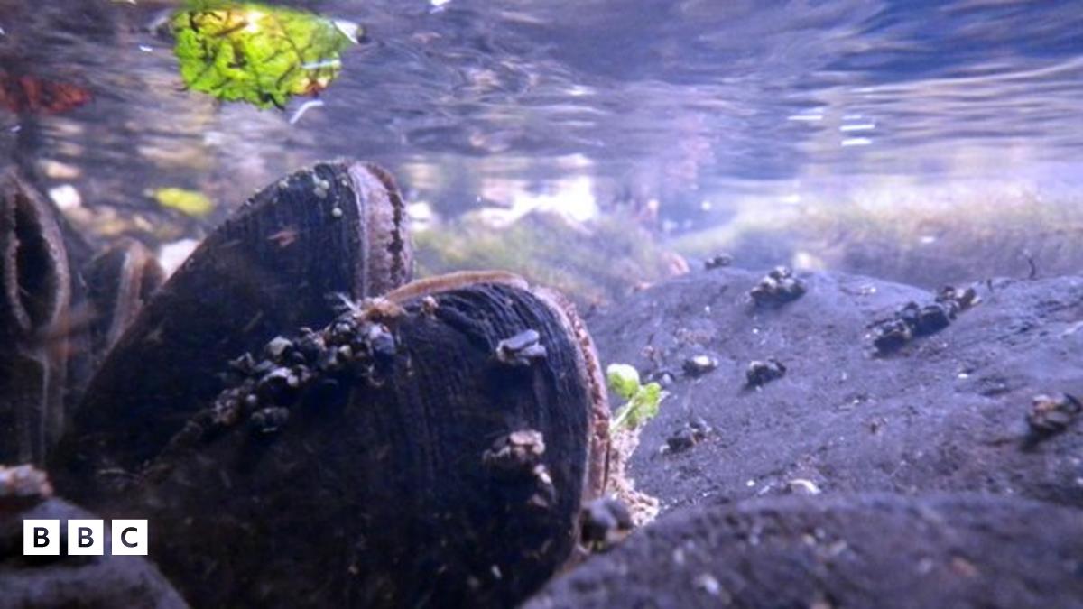 'Cynllun pwysig' i achub cregyn gleision perlog prin - BBC Cymru Fyw