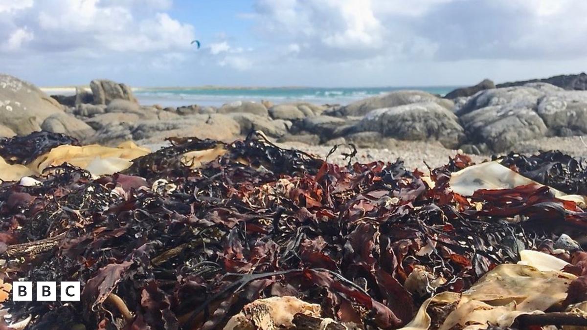 Ceist mu bhuain feamad air taobh siar na h-Alba sa phàrlamaid ...