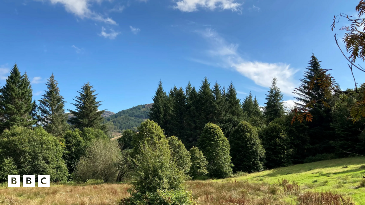 Thèid coille an Loch Aillse fo smachd na coimhearsnachd - Naidheachdan ...