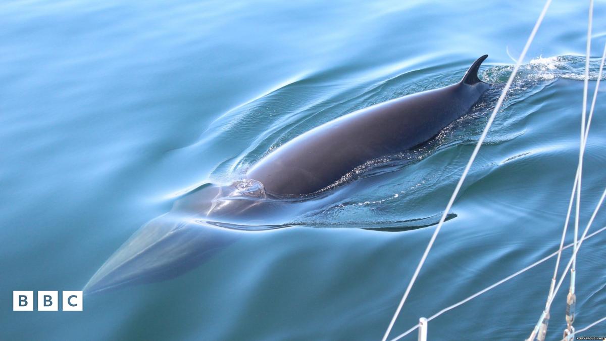 Slighe nam muc-mhara - Naidheachdan a' BhBC