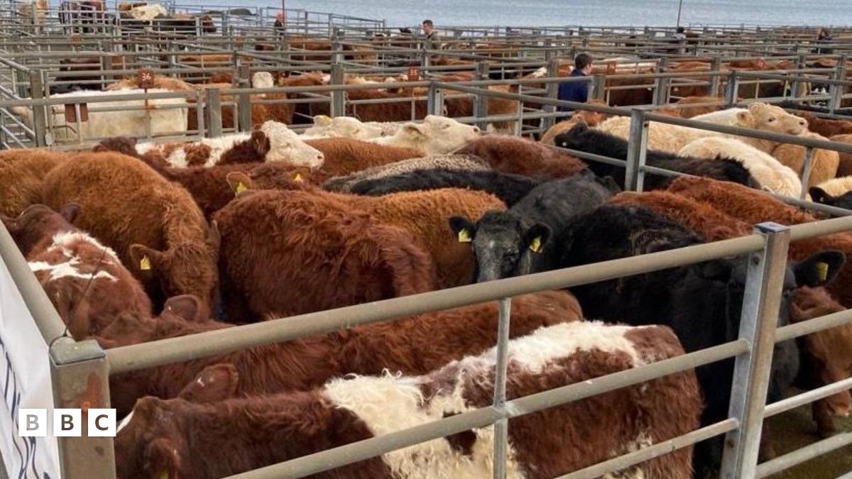 Dòchas às deidh feill Loch nam Madadh - Naidheachdan a' BhBC