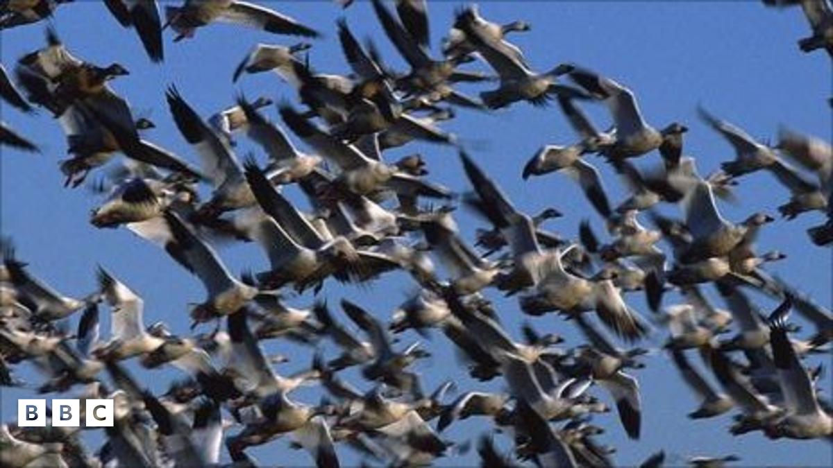 Sùil eile air na geòidh a dhìth - Naidheachdan a' BhBC