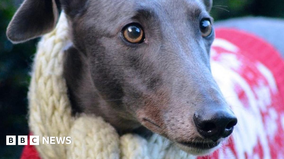 Canines in '12 Dog Days of Christmas' Dunstable carol service - BBC News