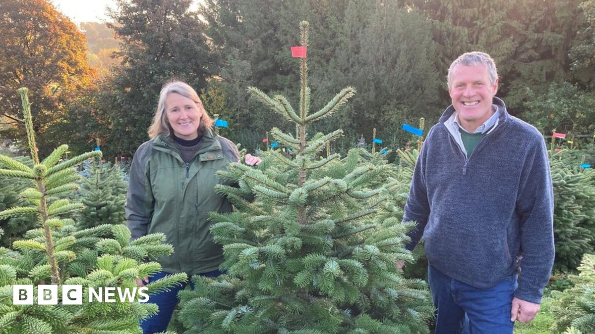 Christmas tree farm looks for 'a stunner' for No 10 - BBC News
