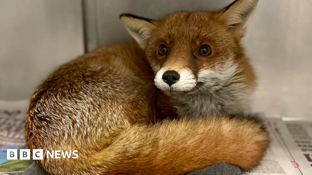 Fox impaled on to metal fence released back into wild - BBC News