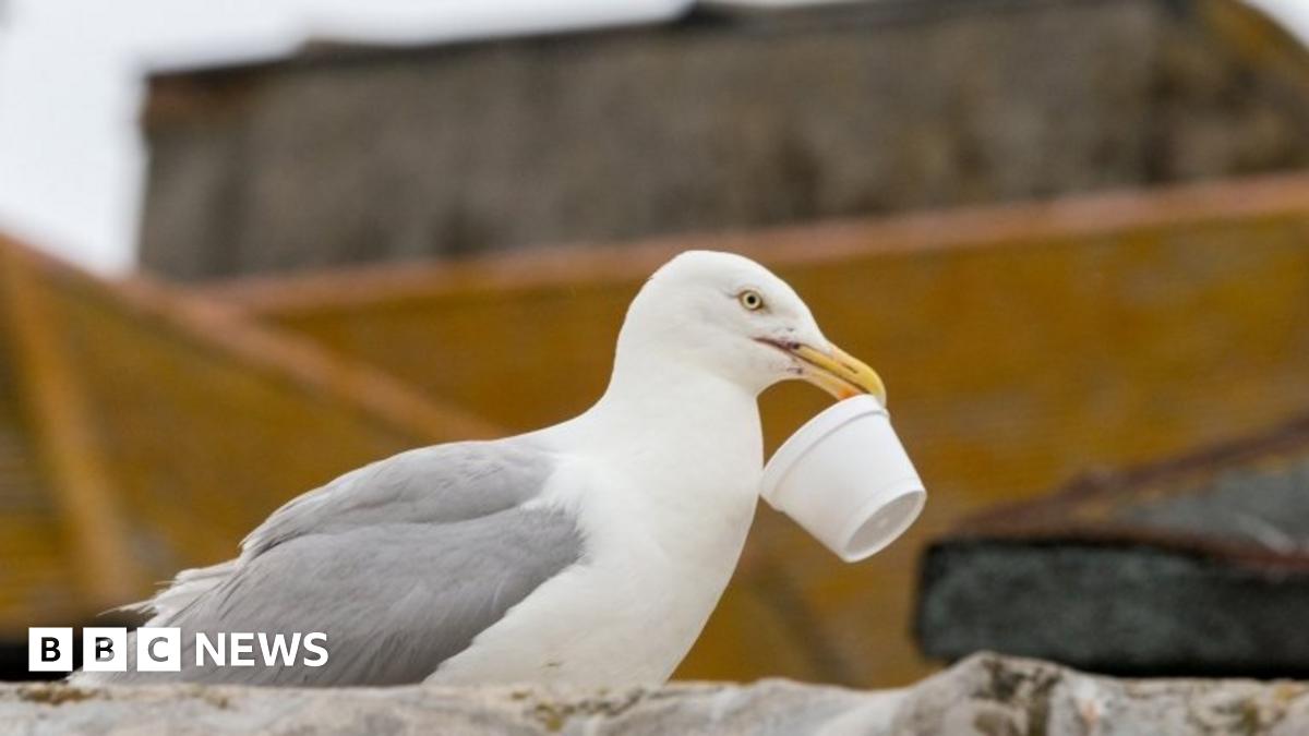 Who, What, Why: Is it legal to attack a seagull? - BBC News