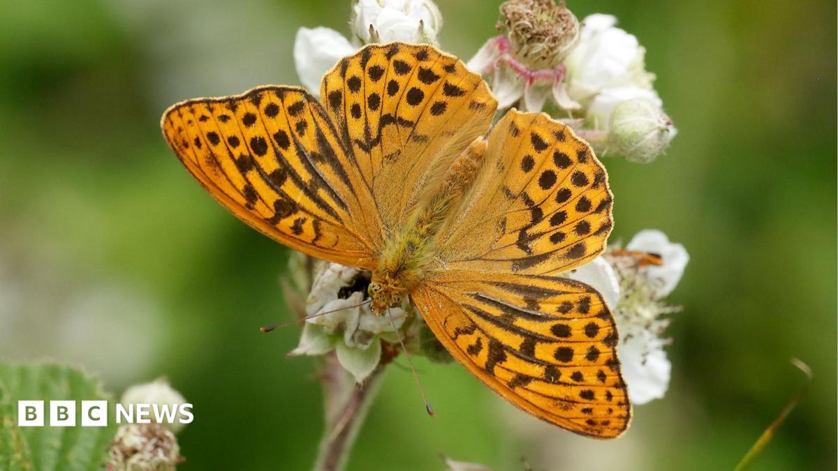Devon butterfly recorder warns of concerning species decline - BBC News