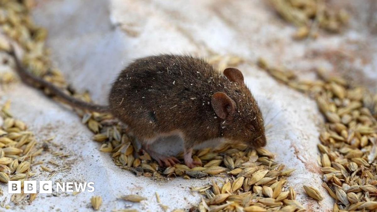 Australia mice plague: How farmers are fighting back - BBC News