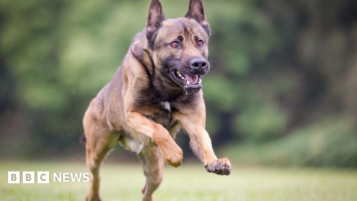 Nottinghamshire police dog stops van driver who rammed force car - BBC News