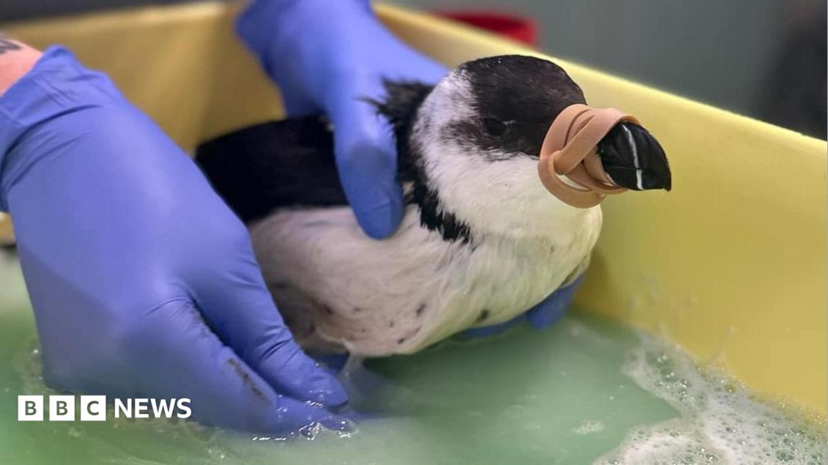Bird's death leads to warning of pollution event - BBC News