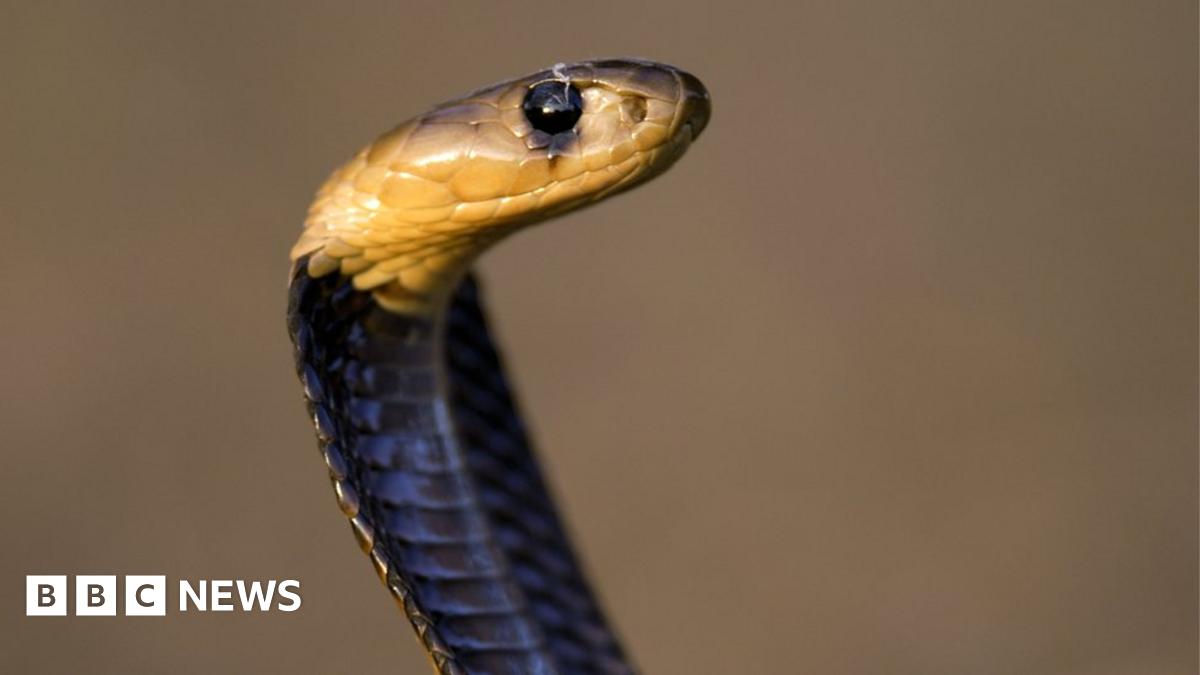The amazing science behind fatal snake bites - BBC News