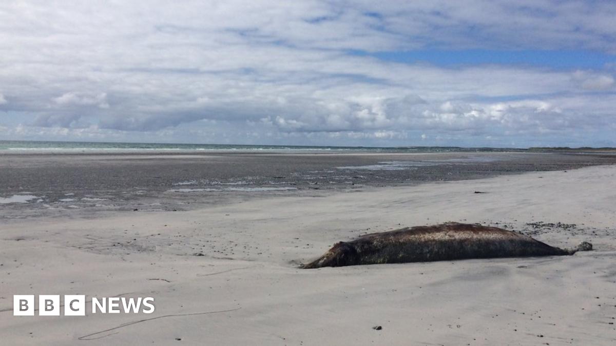 'Large blobs' on Scottish beaches could be dead whales - BBC News