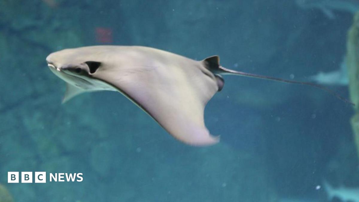 US stingray who became pregnant without mate, dies - BBC News