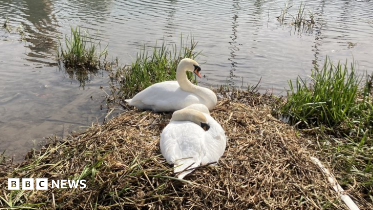 Nesting swans in Grimsby protected from attacks - BBC News