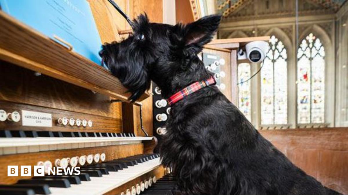 Dog-friendly Bury St Edmunds cathedral launches calendar - BBC News