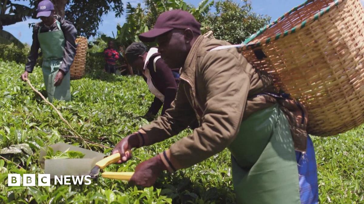 Tea pickers' Scottish compensation case on hold - BBC News
