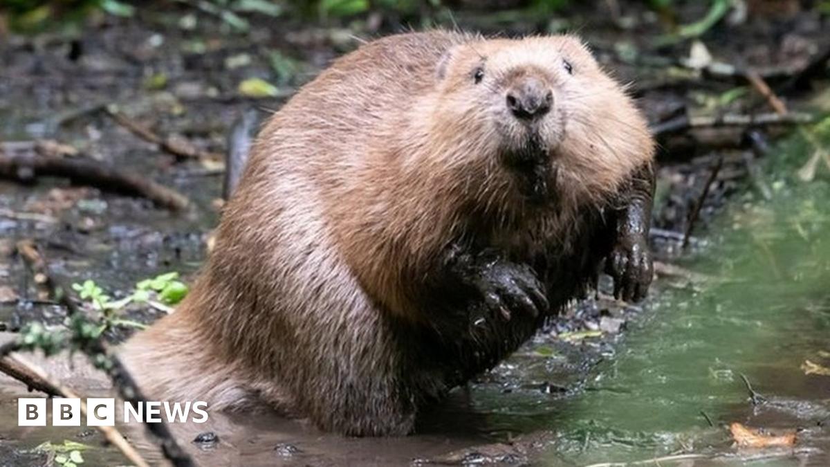 Escaped beavers recaptured with apples and parsnips in Dorset - BBC News