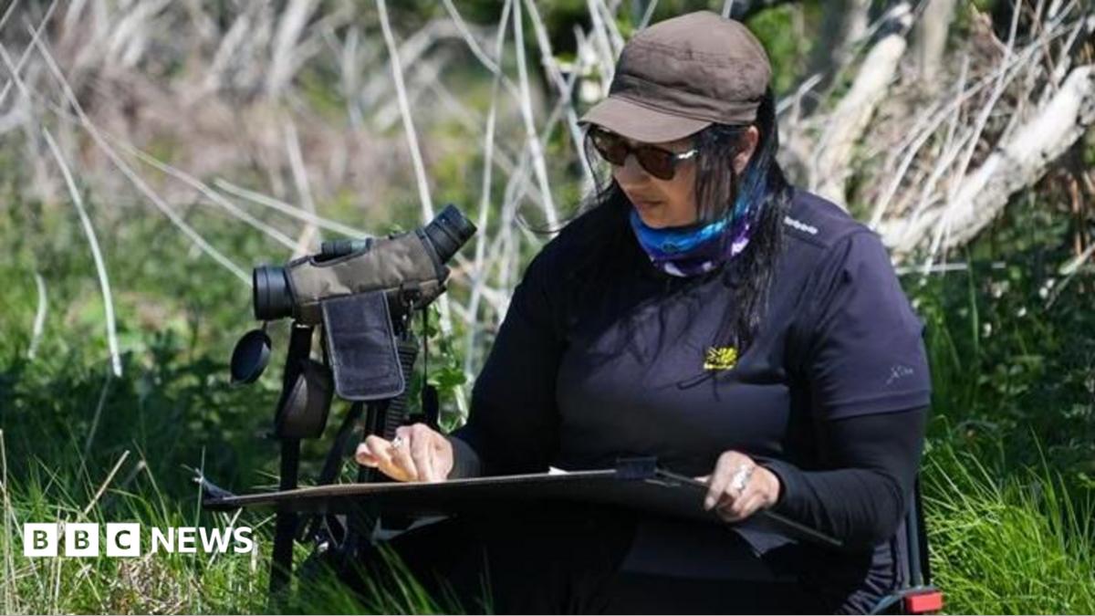 Artists to document rewilding project - BBC News