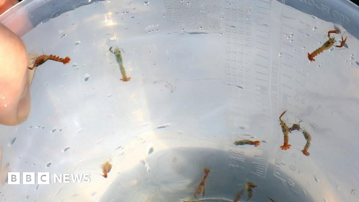 Whitby Lobster Hatchery visitor centre nears opening - BBC News