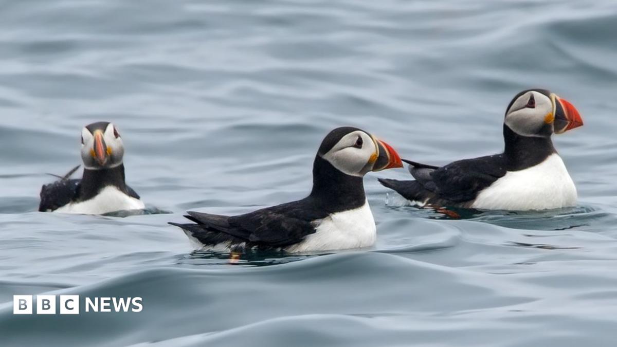 Jersey puffin protection fence goes to planners - BBC News