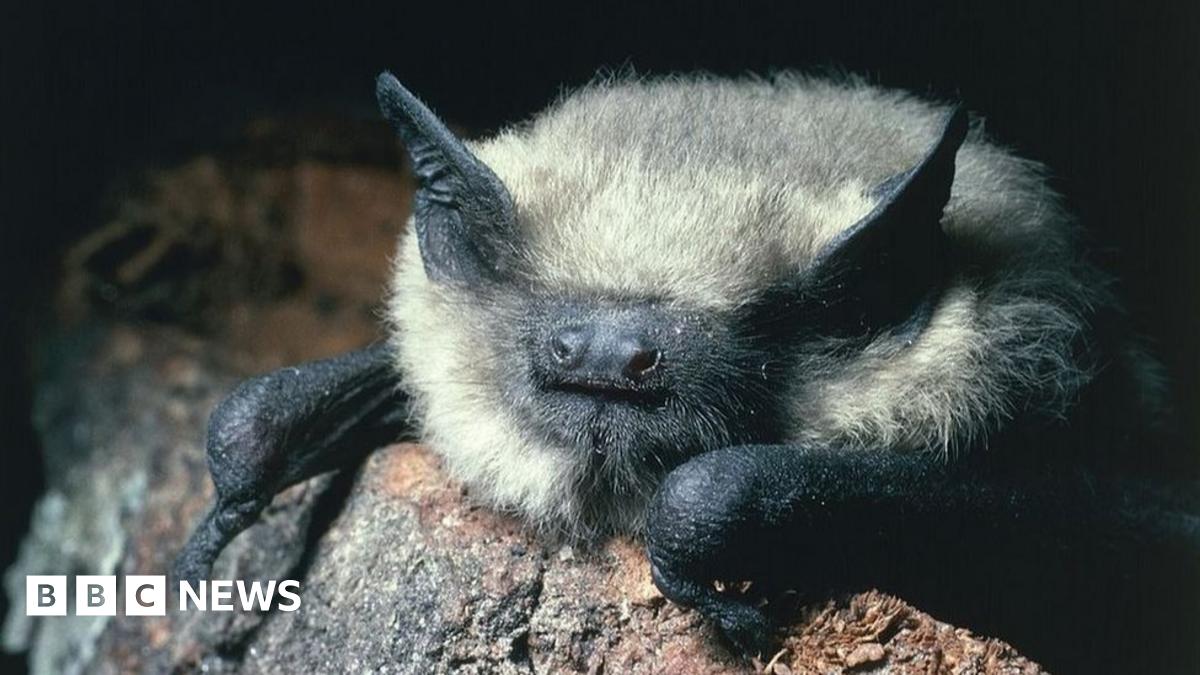 Bats benefit from protected farmland hedgerows - BBC News