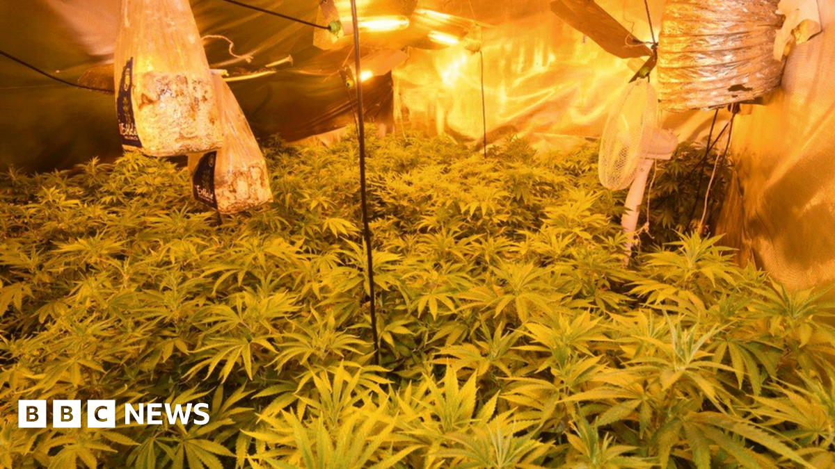 Two men charged in connection with Limavady cannabis factory - BBC News