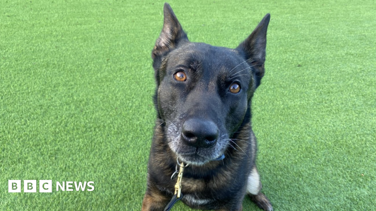 Police dog Ronnie retires after crime-fighting career - BBC News