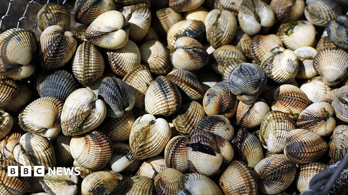 Poole cockle fishermen lead sustainable fishing drive - BBC News