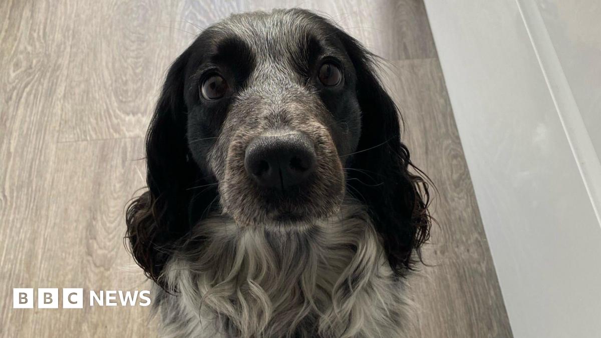 Portsmouth: Puppy farm warning after dog found in 'filthy' state - BBC News