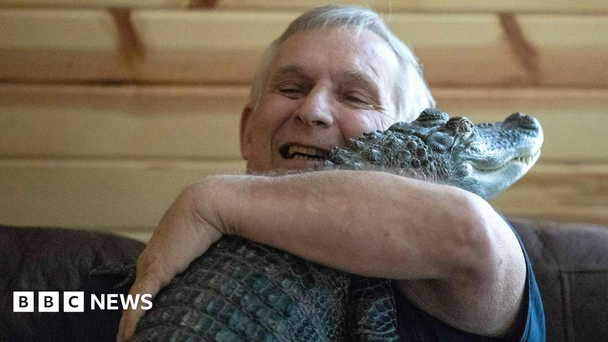 WallyGator: Emotional support alligator taken and released in swamp ...