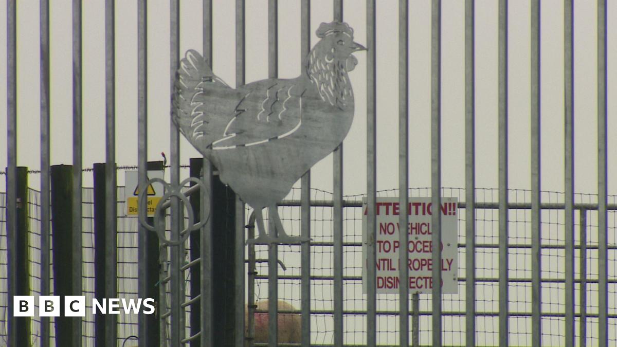 Thousands of birds culled in Tyrone over suspected Avian Flu - BBC News