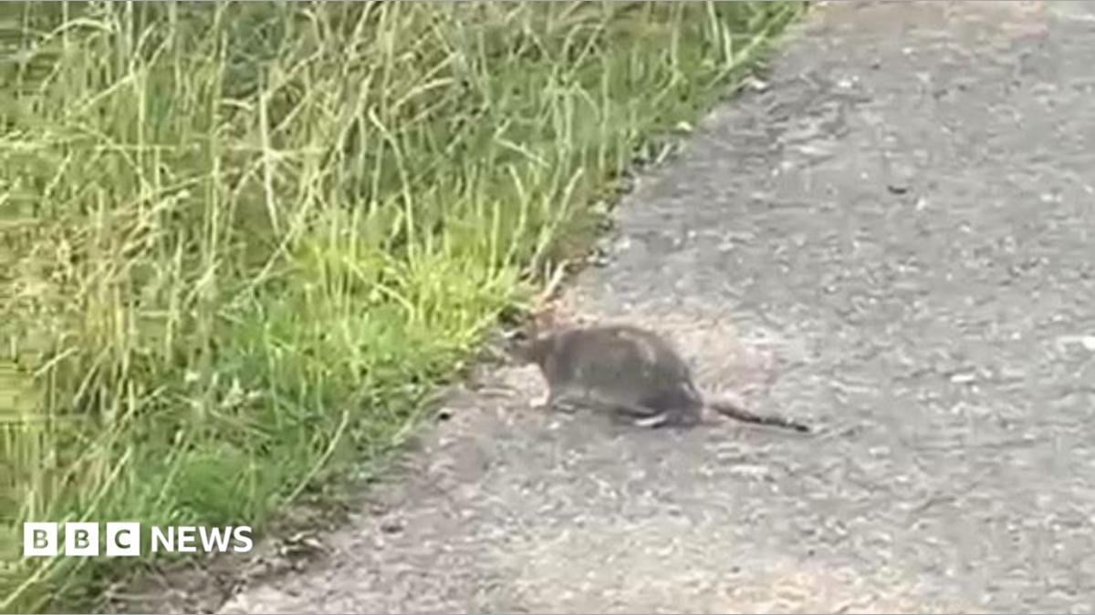 Concern over rats at County Hall in Worcester - BBC News