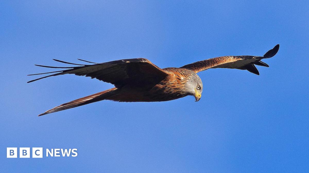 Red Kite Shot. | AirGun Forums the best shooting forum there is.