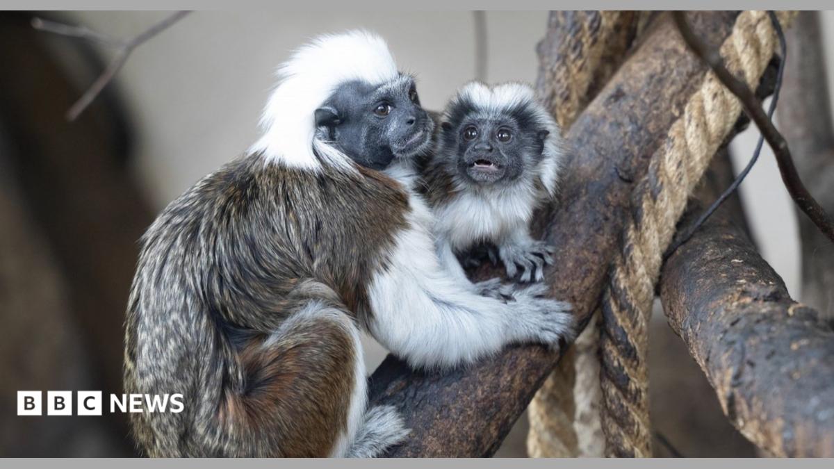 Marwell Zoo announces birth of rare cotton-top tamarin monkey - BBC News