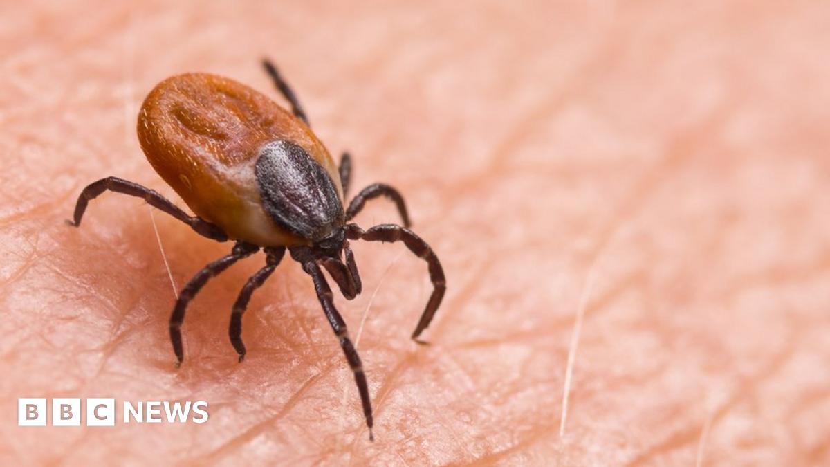 Warning ticks year-round risk due to climate change - BBC News