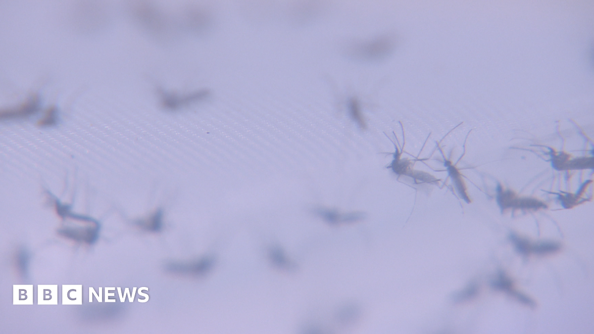 Why a Scottish lab is breeding mosquitoes - BBC News