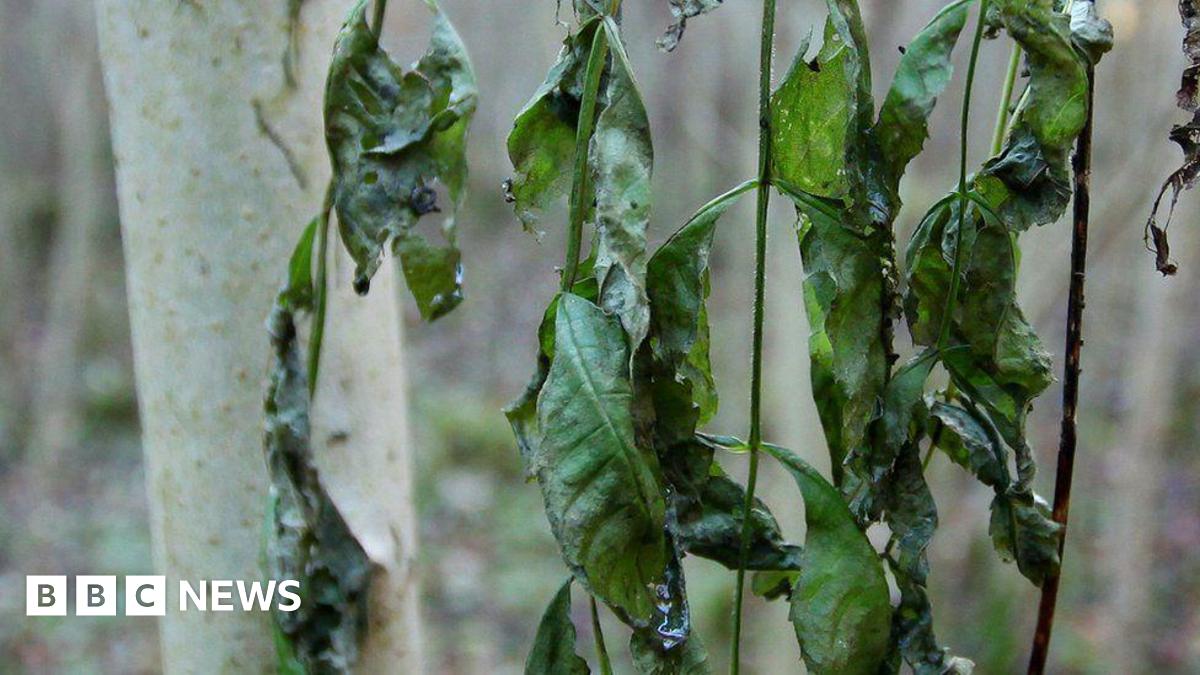 Cumbria tree owners urged to look out for ash dieback - BBC News