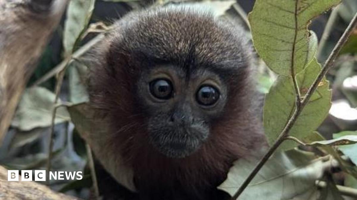 Zoo names baby monkey after volunteer who died in May - BBC News