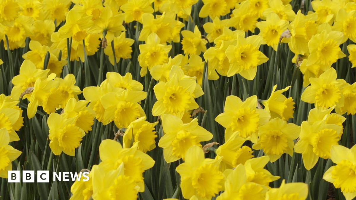 Alzheimer's drug using daffodils being researched by university - BBC News