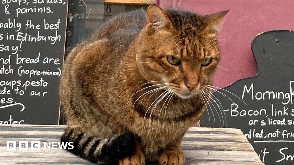 Plans for memorial statue of Hugo the celebrity West End cat - BBC News